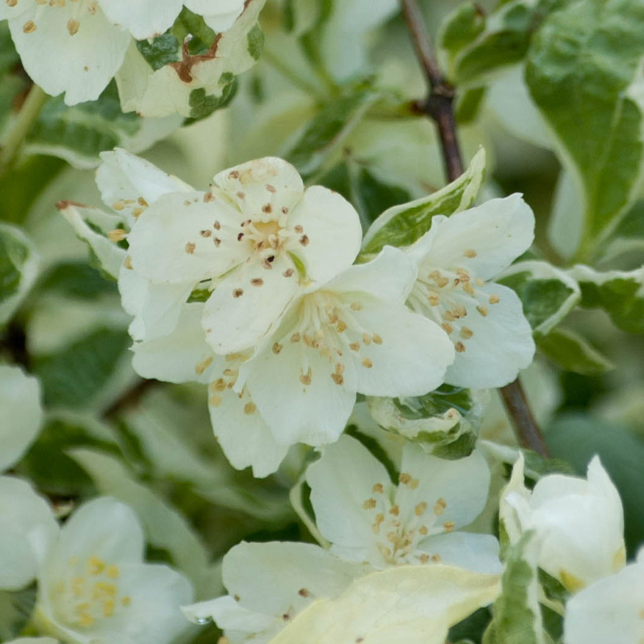 Buy premium-quality Philadelphus coronarius Variegatus from Dutch Bulbs