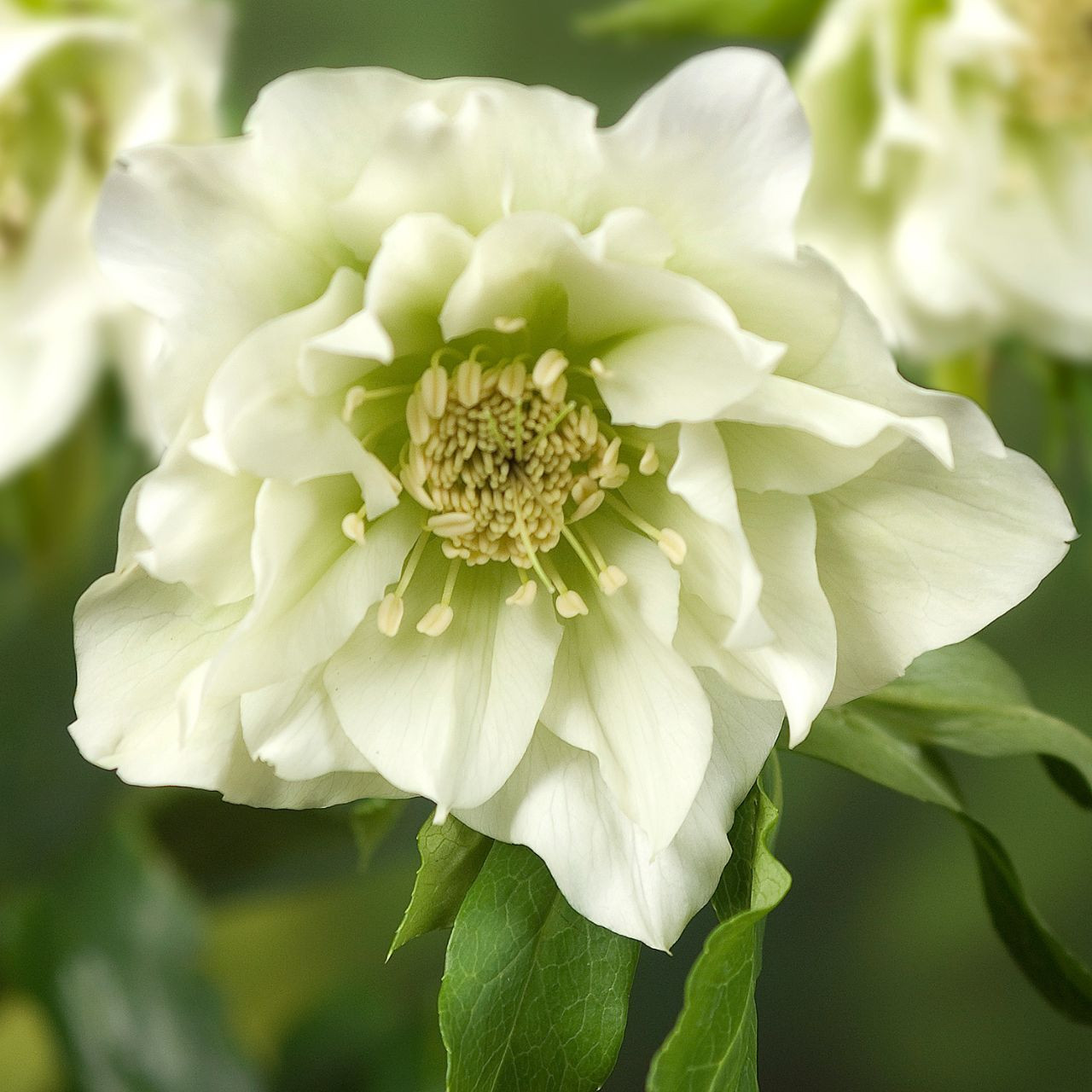 Buy premium-quality Helleborus Double White from Dutch Bulbs