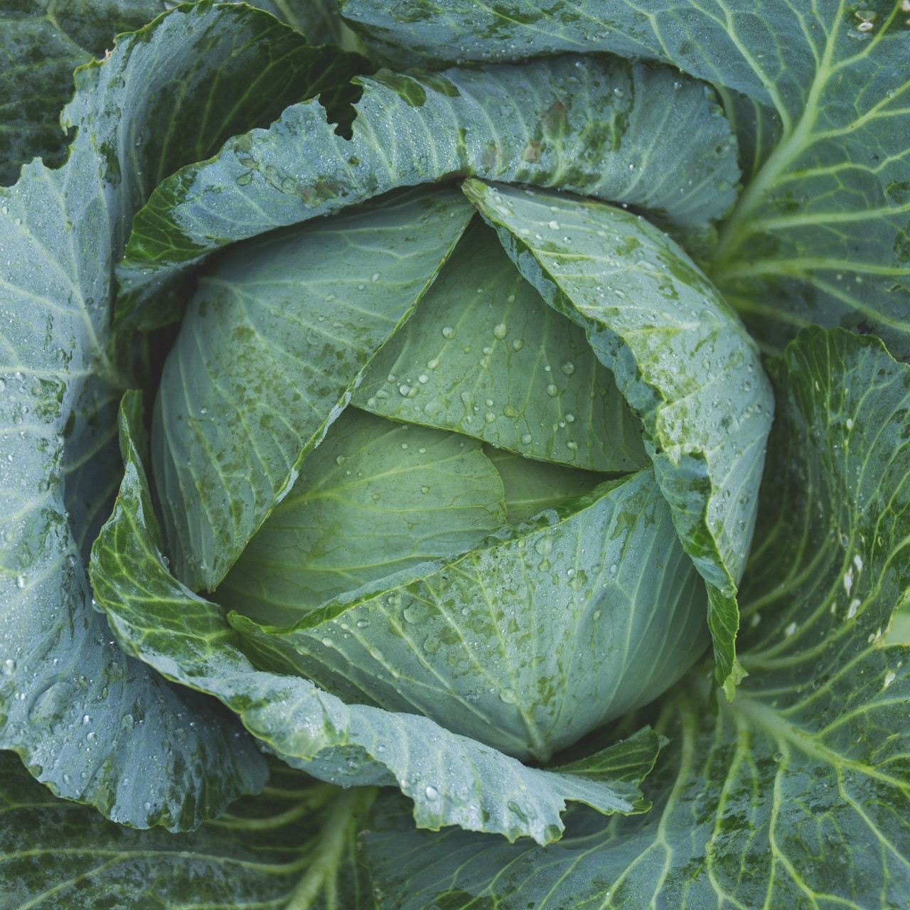 Buy premium-quality Cabbage Durham Early Spring Greens from Dutch Bulbs