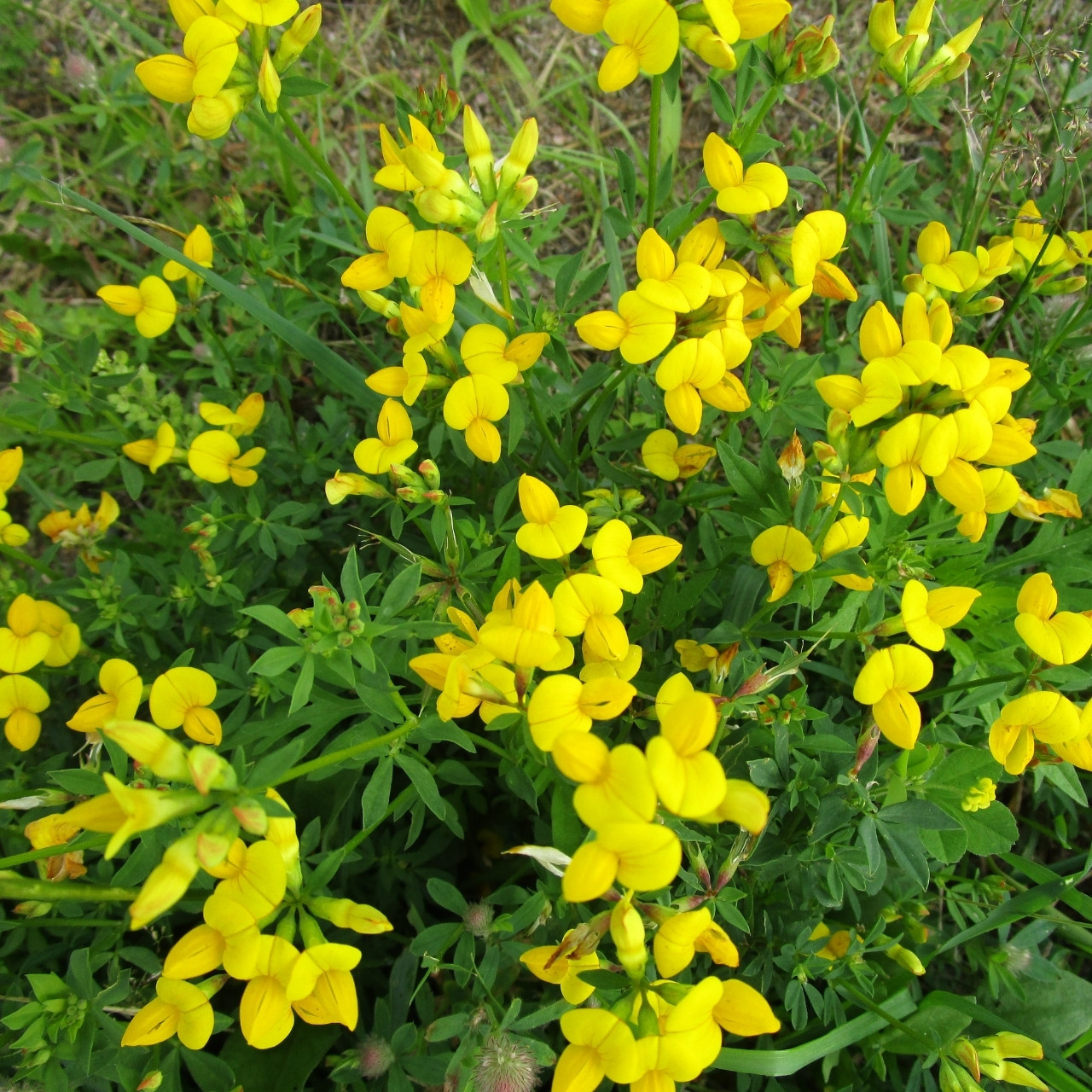 Buy premium-quality Green Manure Trefoil from Dutch Bulbs