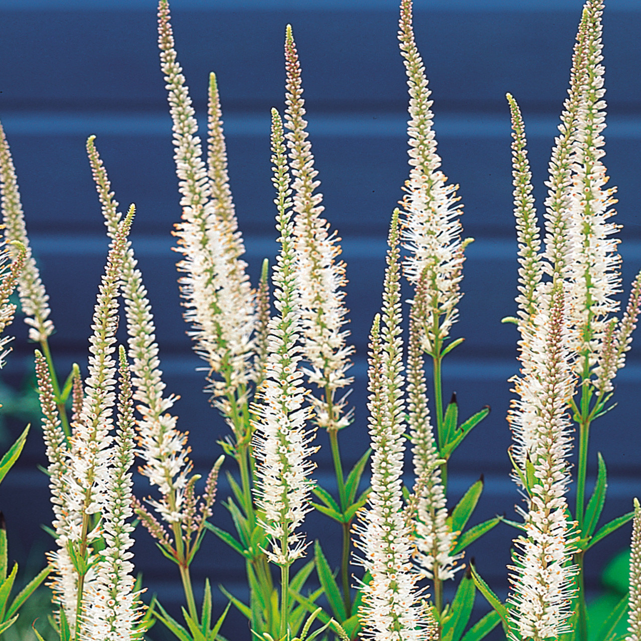 Shop Veronicastrum Virginicum Album | J Parker Dutch Bulbs