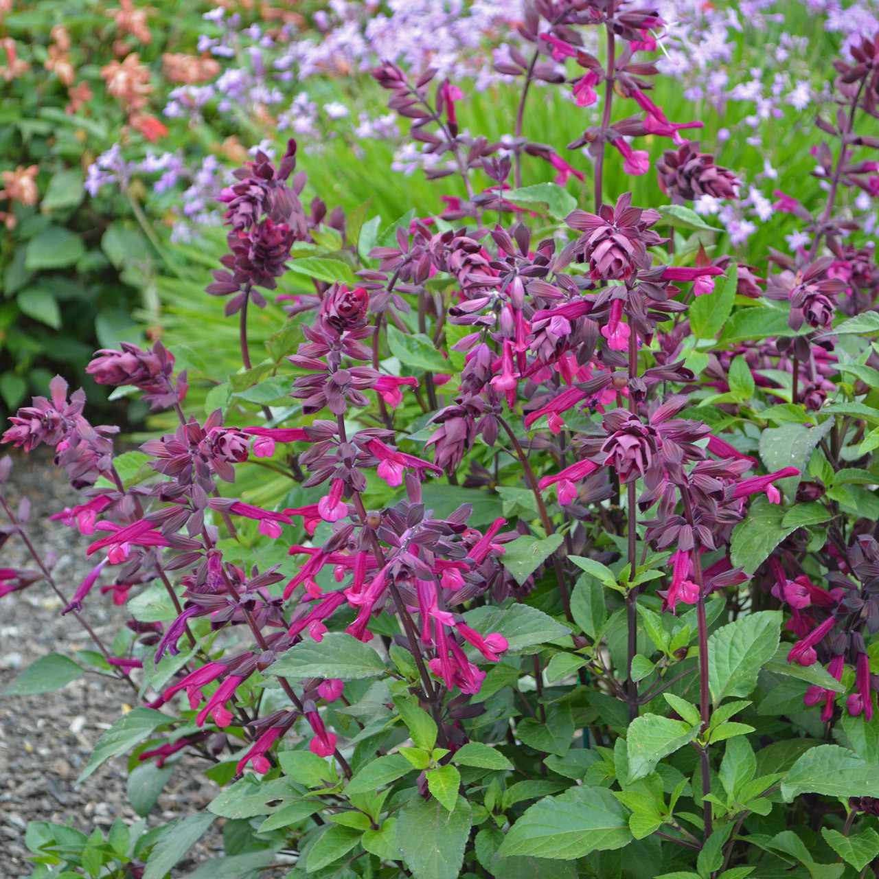 Buy premium-quality Salvia x hybrida Love & Wishes from Dutch Bulbs