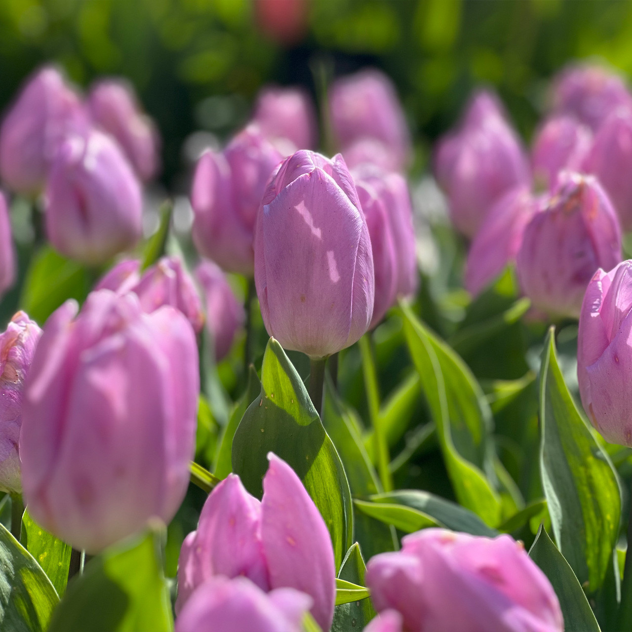 Buy premium-quality Candy Prince from Dutch Bulbs