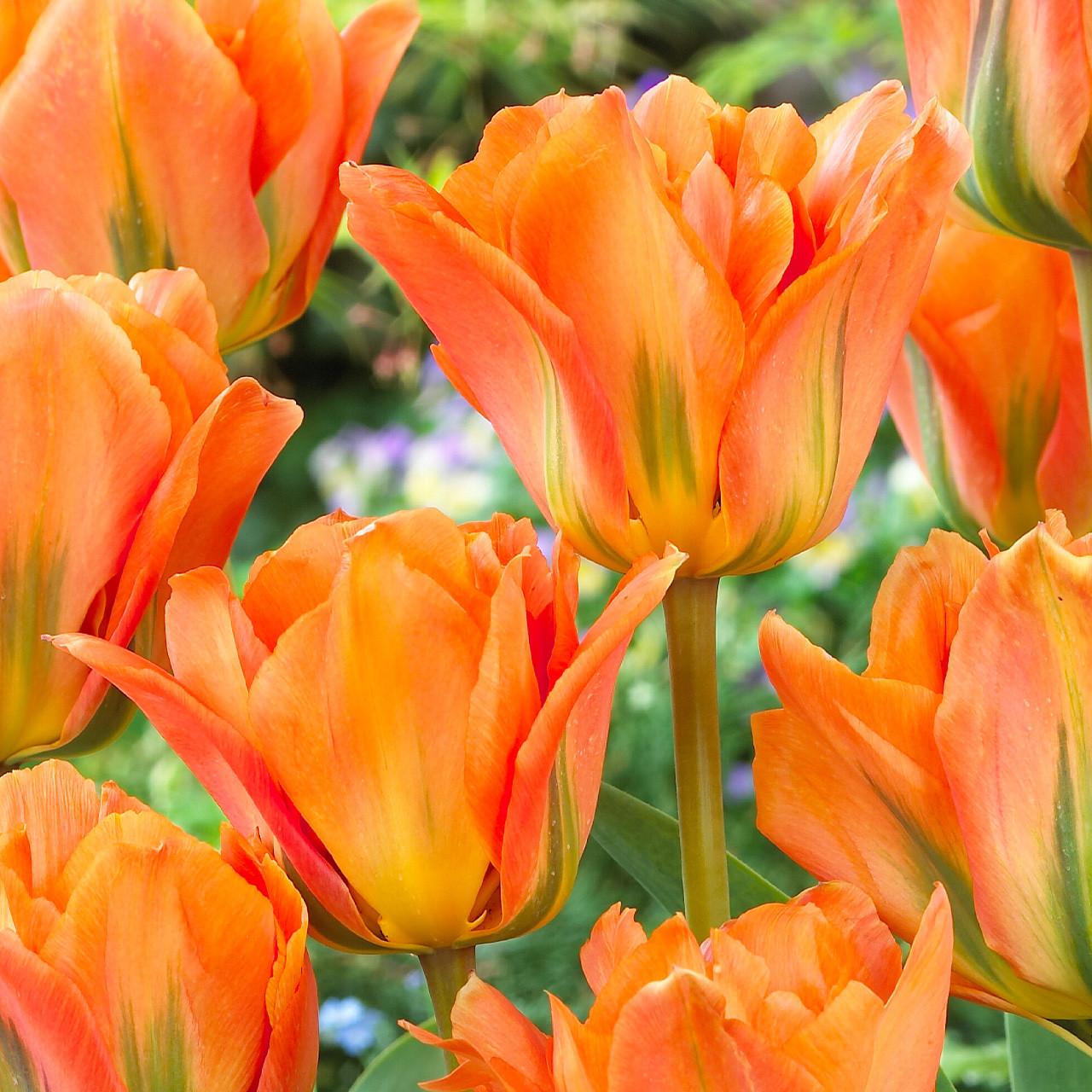 Buy premium-quality Double Orange Emperor from Dutch Bulbs