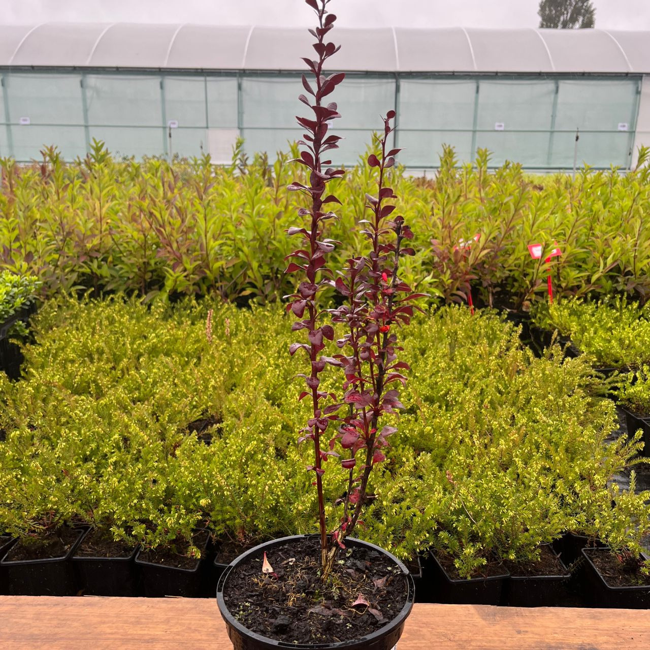 Buy premium-quality Berberis thunbergii 'Helmond Pillar' from Dutch Bulbs