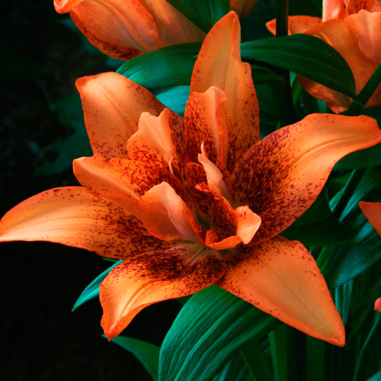 Double Flowering Lilies | Dutch Bulbs