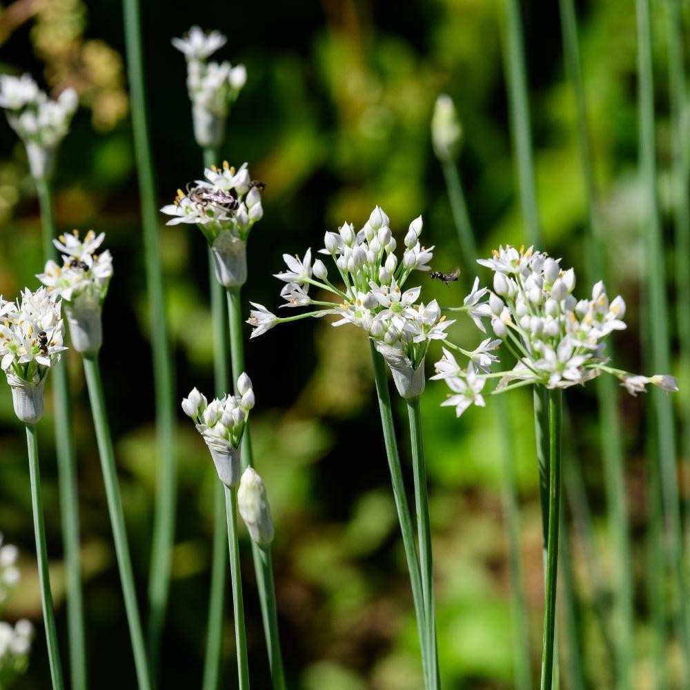Buy Herb – Garlic Chinese Chives seeds at jparkers.co.uk