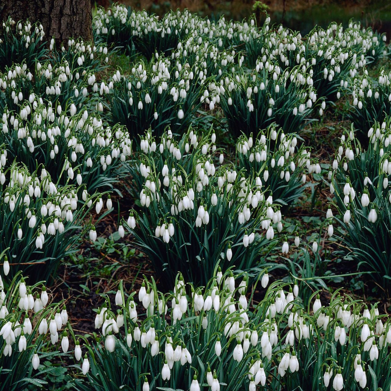 Galanthus Single and Double Mix | Parkers Wholesale