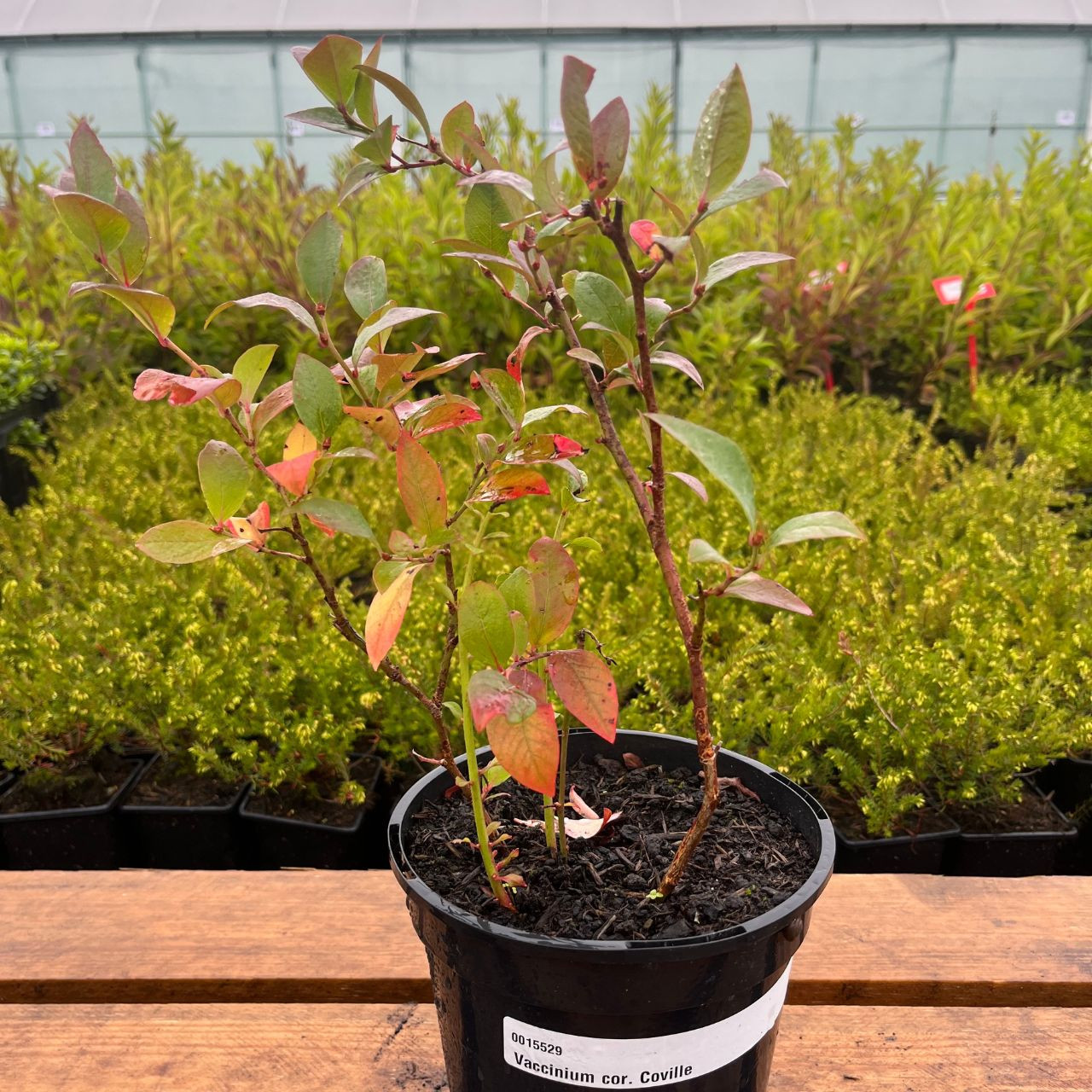 Buy premium-quality Blueberry 'Coville' from Dutch Bulbs