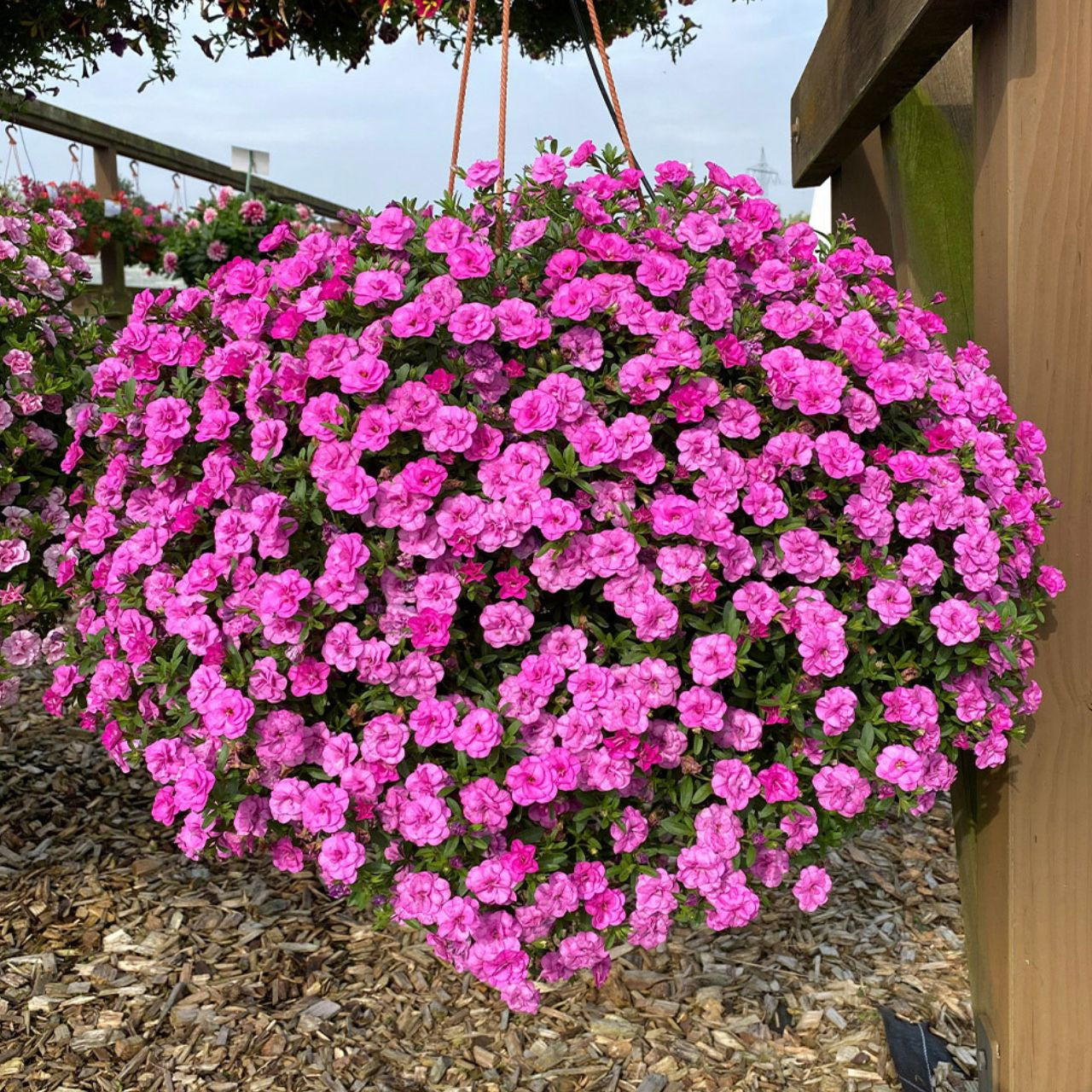 Buy premium quality Calibrachoa Calita Double Collection from Dutch Bulbs