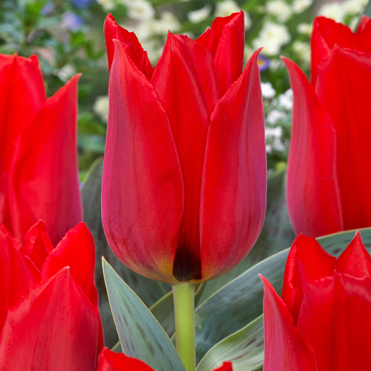 Tulip 'Julius Caesar' - J Parker Dutch Bulbs (Wholesale) Ltd. (B2B)