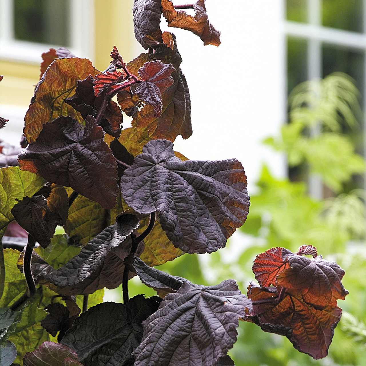 Corylus Contorta Red Majestic | Parkers Wholesale
