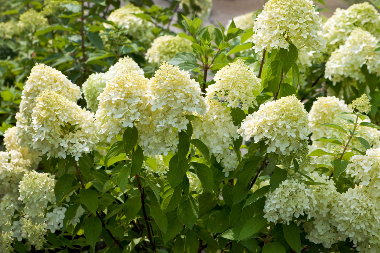 Hydrangea paniculata 'Limelight' 2L | Parkers Wholesale
