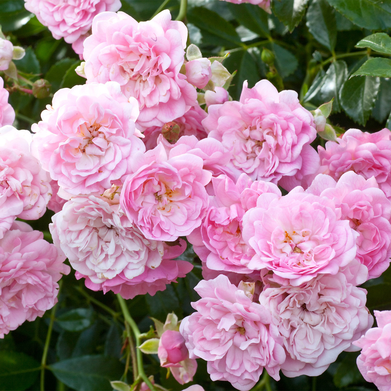 Rose The Fairy Pink | Parkers Wholesale