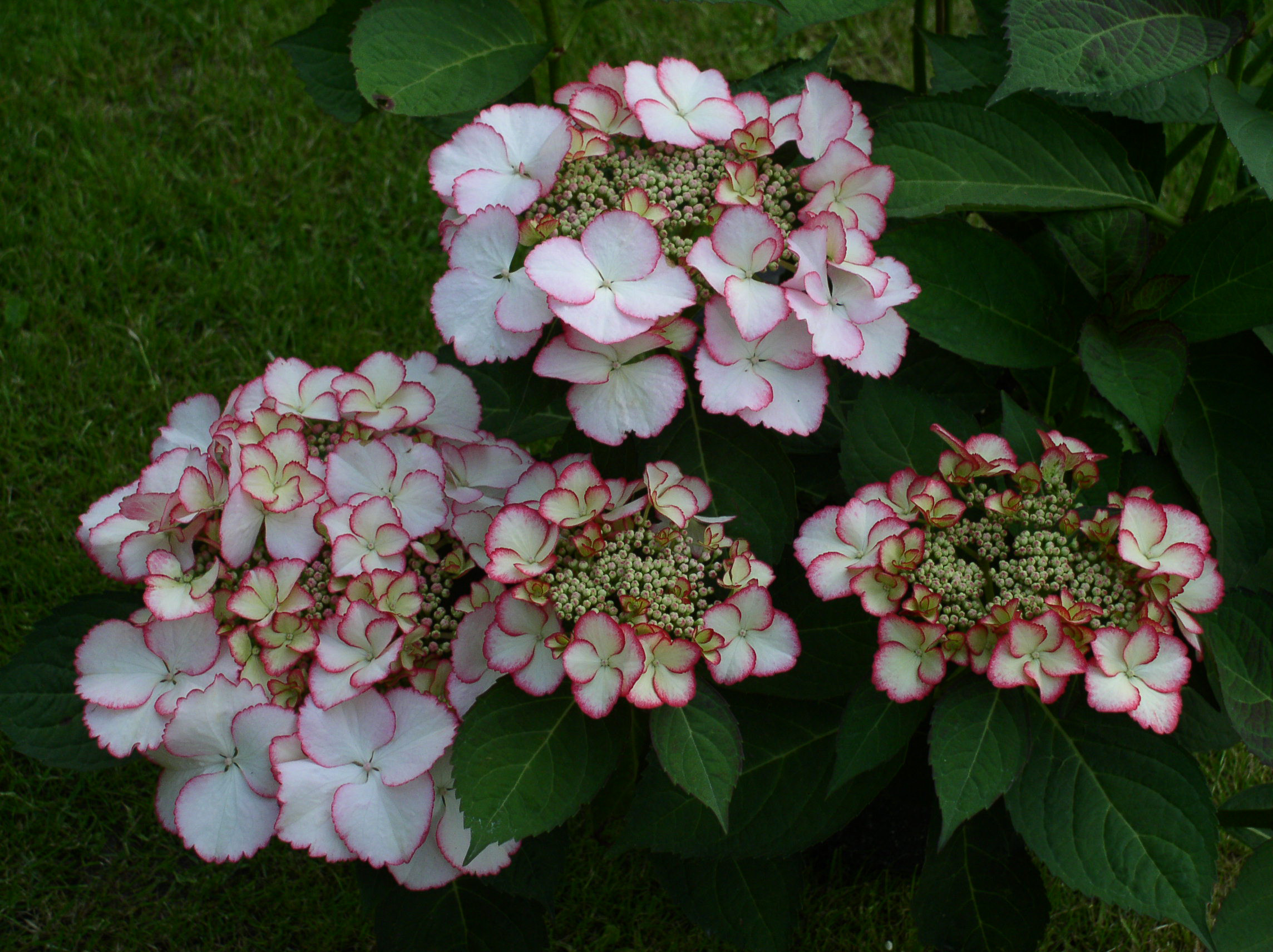 Hydrangea hovaria Love You Kiss | Parkers Wholesale