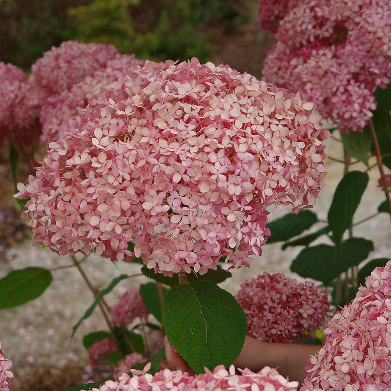 Hydrangea arborescens Invincibelle Spirit | Parkers Wholesale