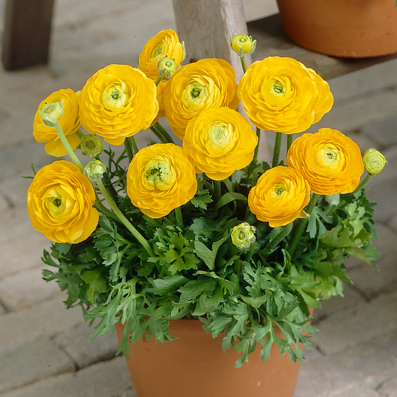 Ranunculus Bulbs | Dutch Bulbs