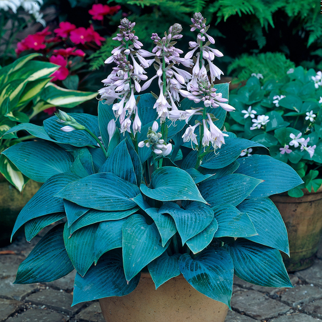 Hosta Halcyon | Parkers Wholesale