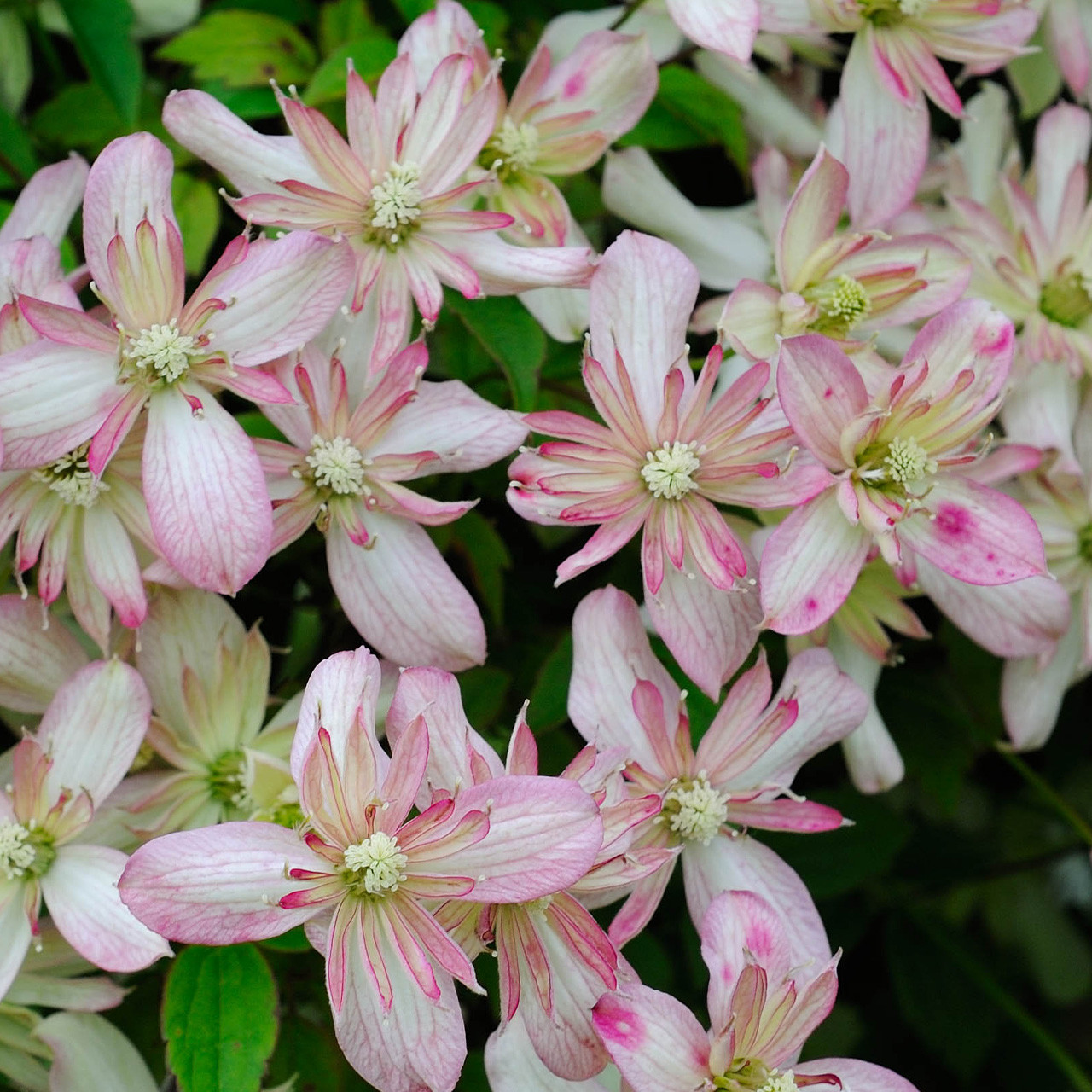Buy Clematis Montana Marjorie | Dutch Bulbs