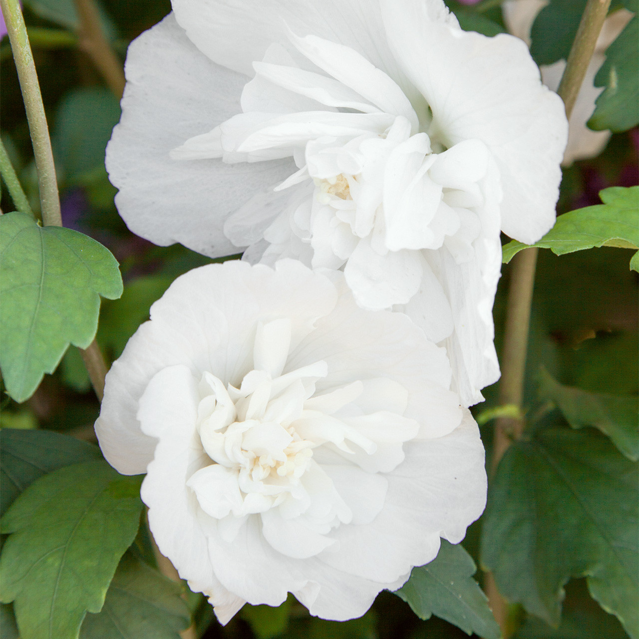 Buy Hibiscus White Chiffon | Dutch Bulbs