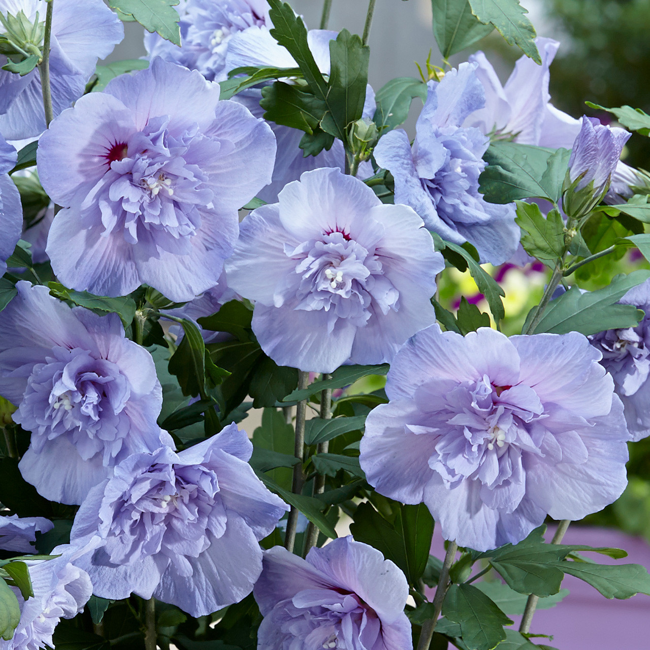 Buy premium-quality Hibiscus Chiffon Blue from Dutch Bulbs