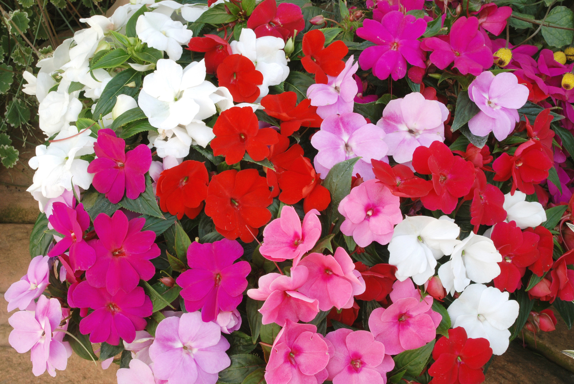 Impatiens New Guinea Divine (Garden Ready) | J Parker Dutch Bulbs