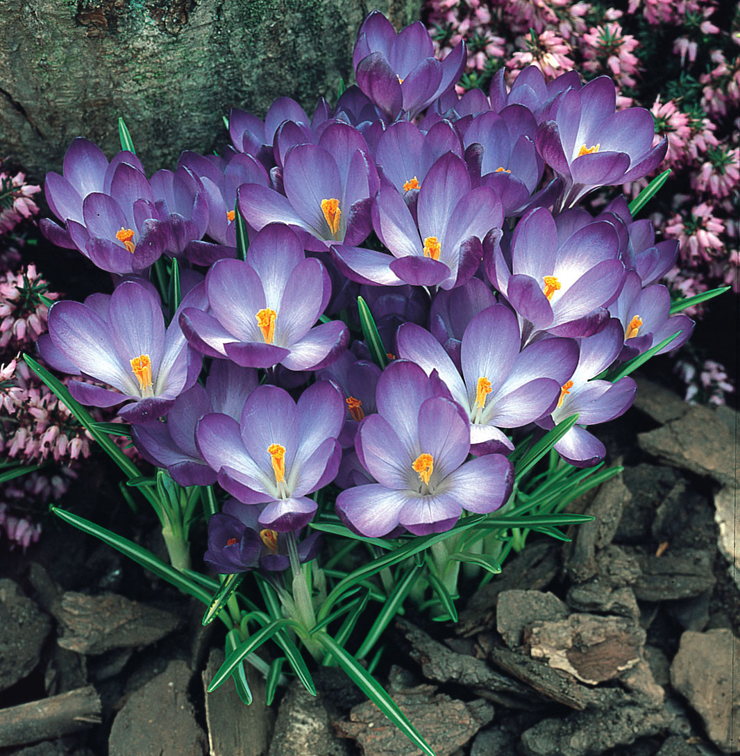 Crocus Ruby Giant | Parkers Wholesale