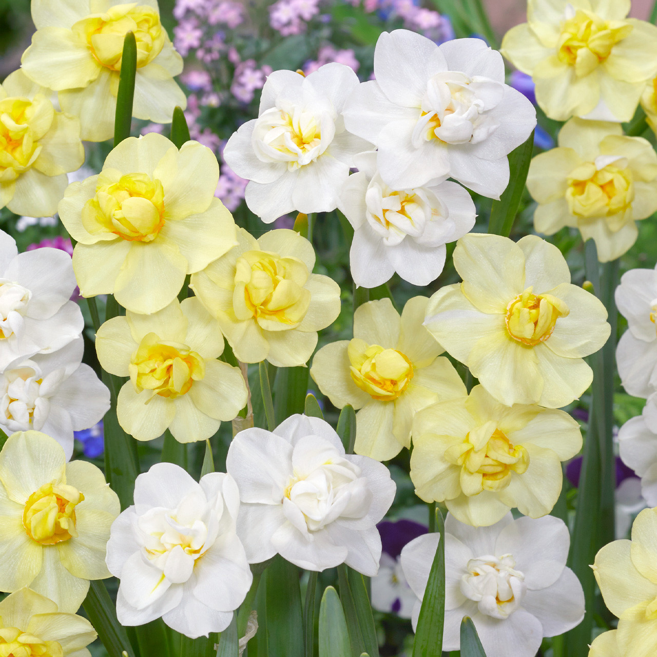Daffodil Yellow Cheerfulness DN2 | Parkers Wholesale