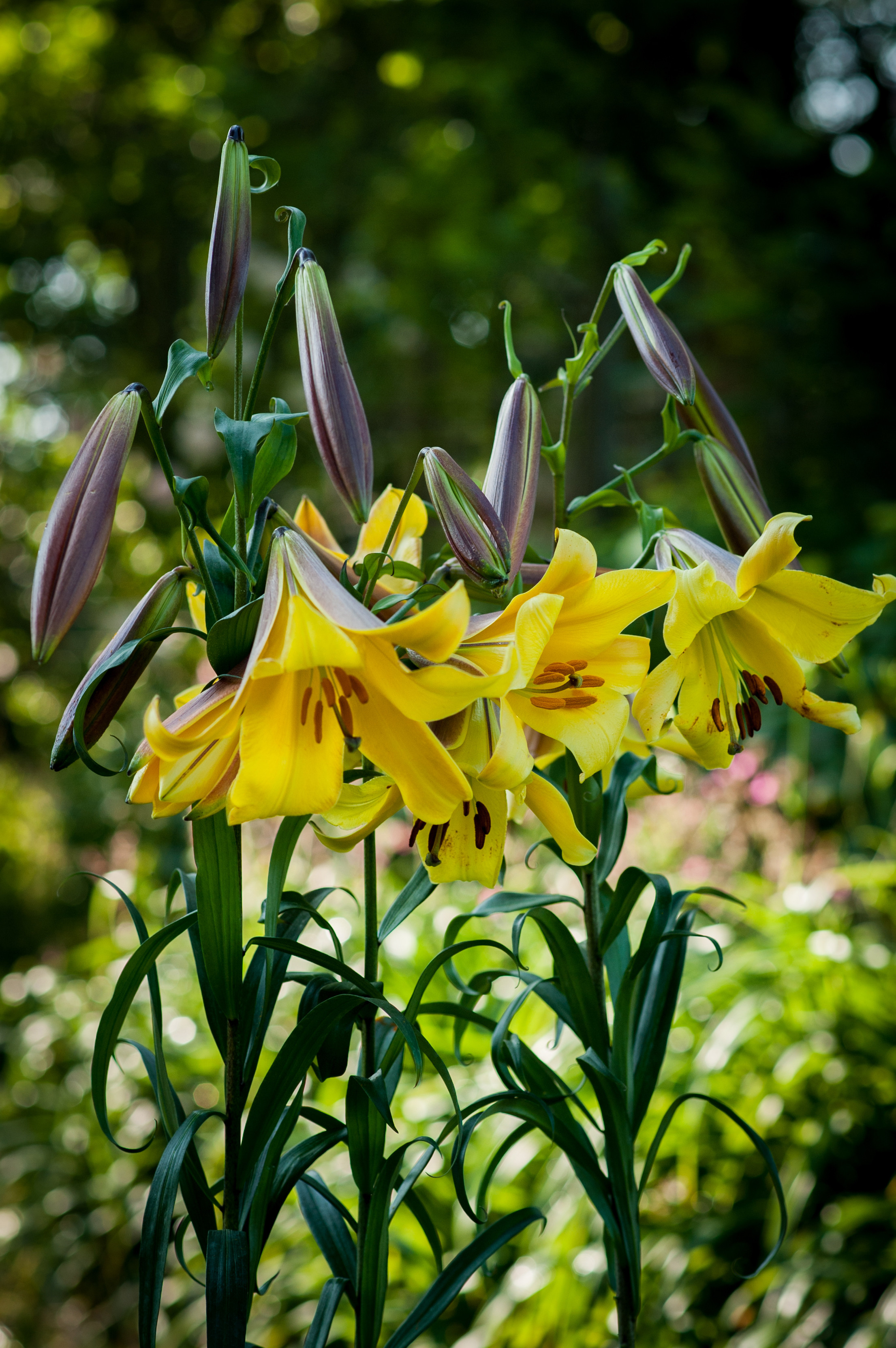 Lilium Golden Splendour | Parkers Wholesale