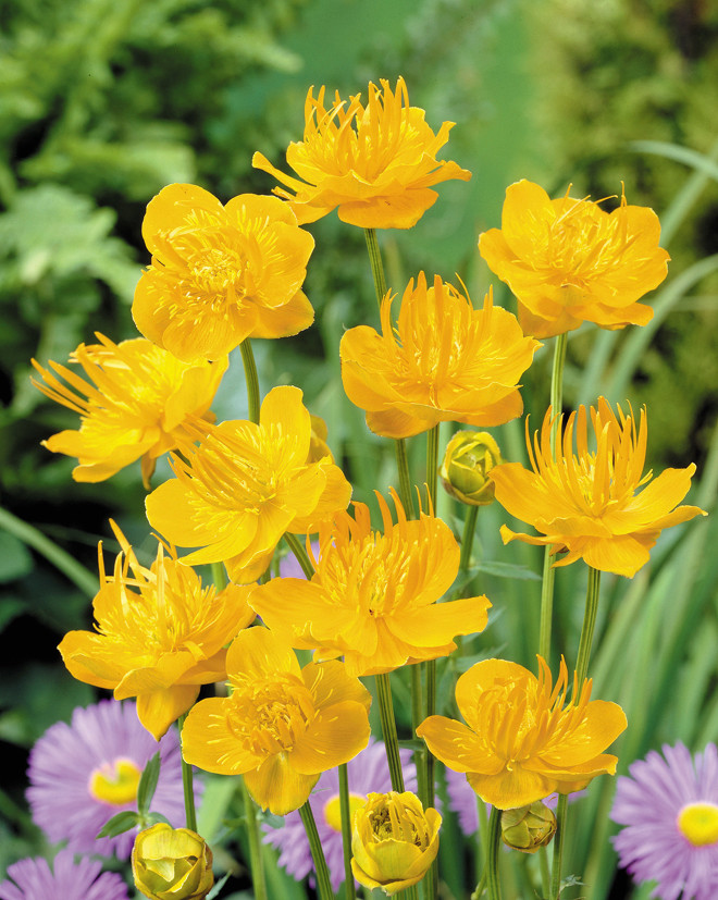 Trollius chinensis 'Golden Queen' | Parkers Wholesale