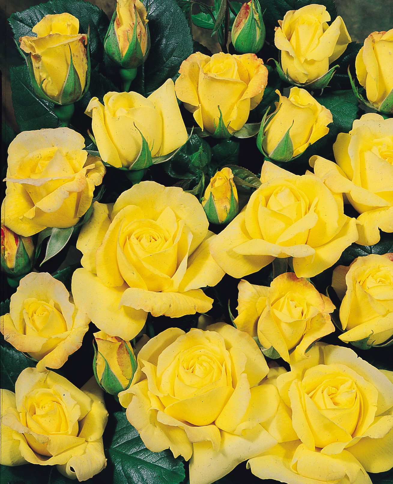 Rose Chinatown | Parkers Wholesale