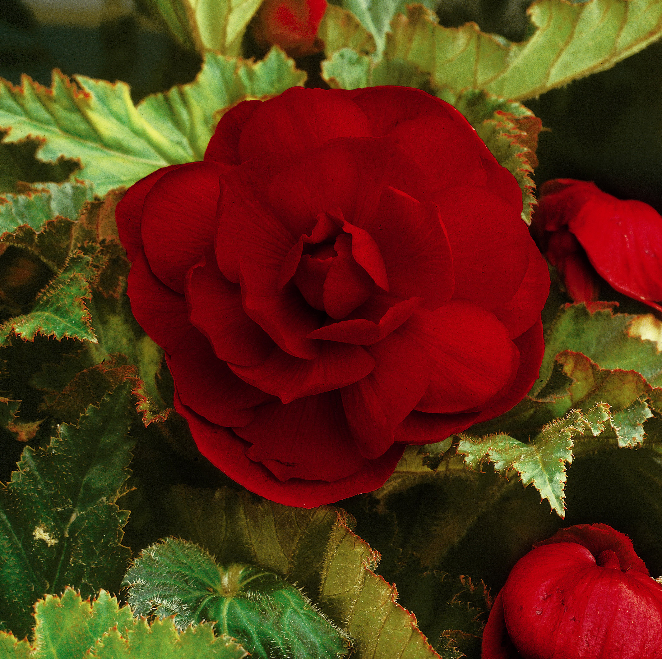 Shop All Begonias | Dutch Bulbs