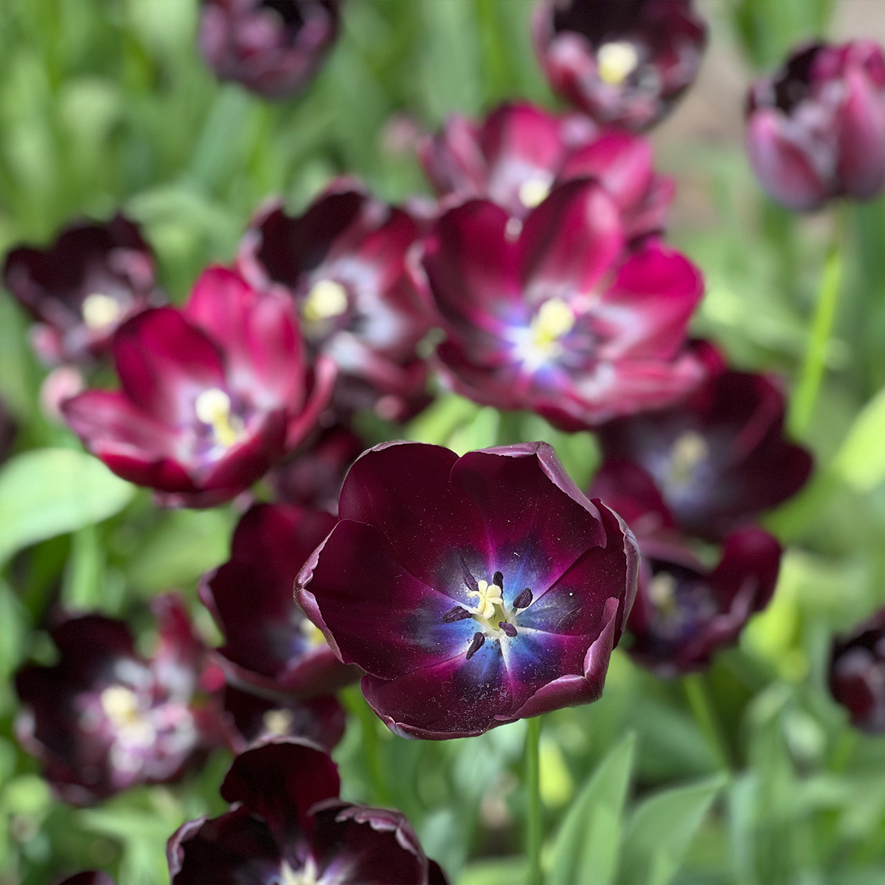 Buy premium quality Tulip Queen Of Night 10/12cm from Dutch Bulbs