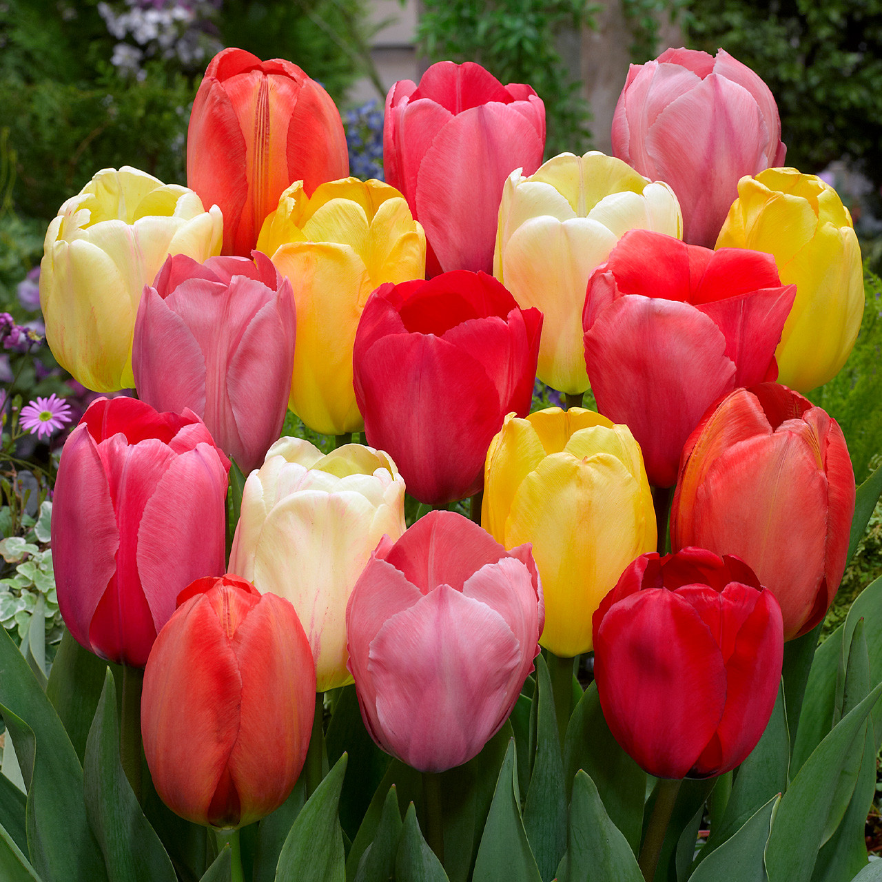 Buy premium quality Tulip Darwin Hybrid Mixed 10/12cm from Dutch Bulbs