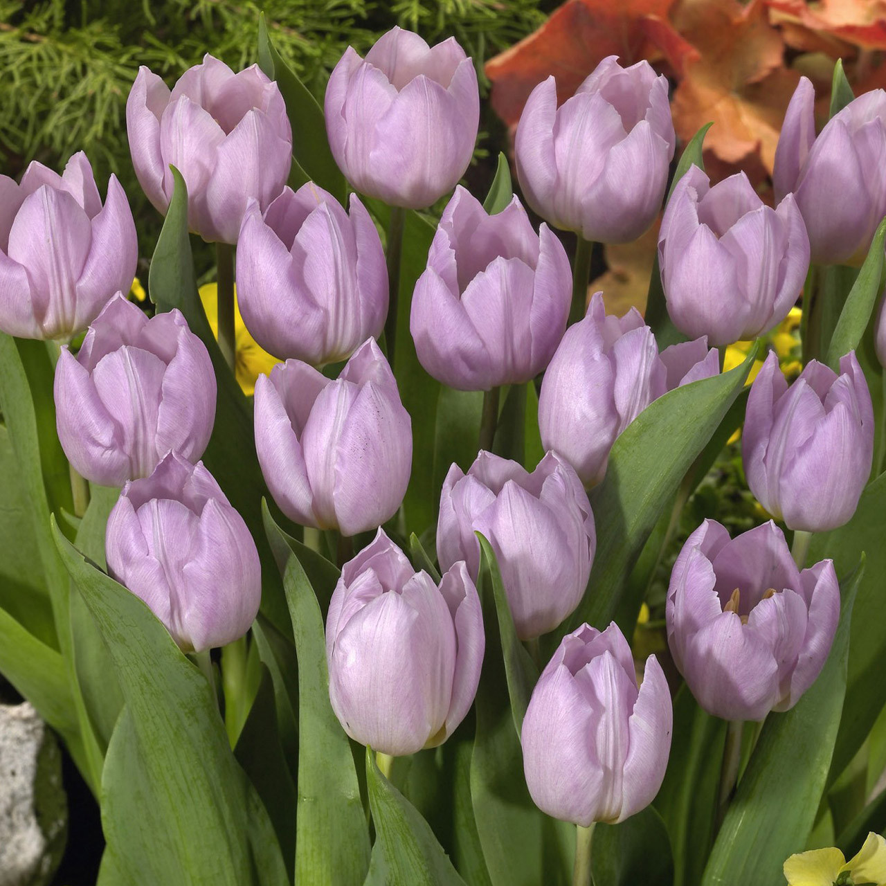 Buy premium quality Tulip Candy Prince 10/12cm from Dutch Bulbs