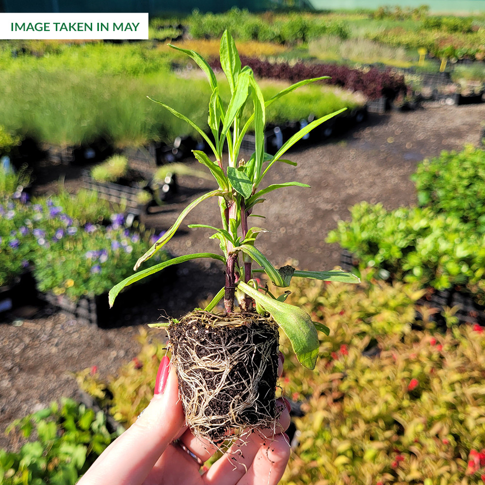 Helenium Red | Parkers Wholesale