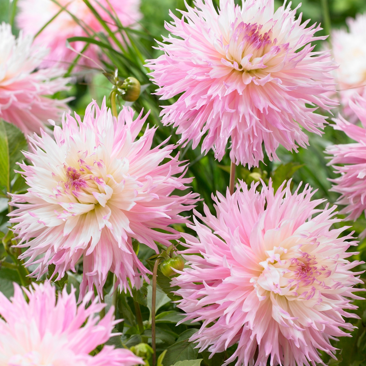 Dahlia Nadia Ruth | Parkers Wholesale
