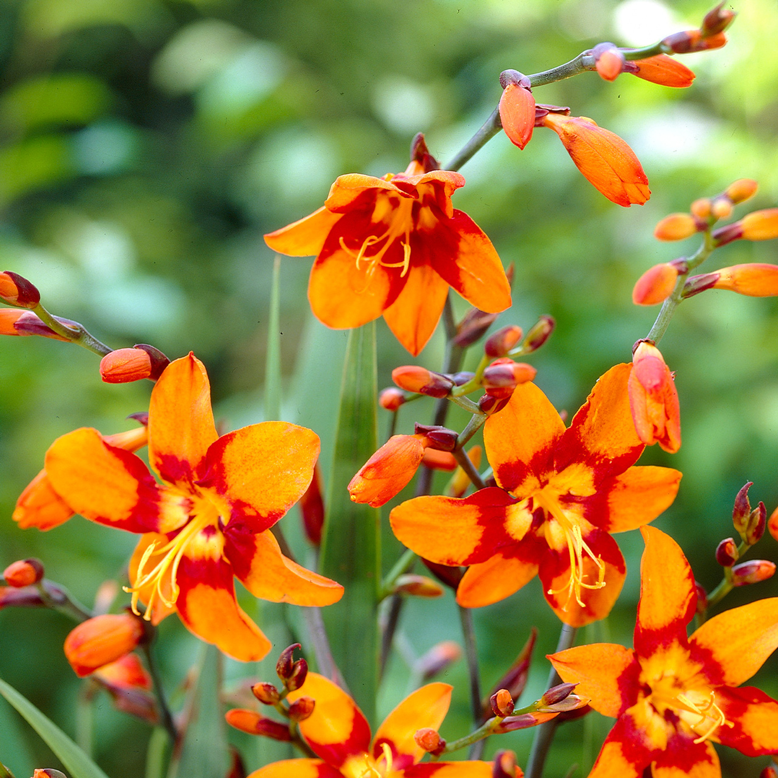 Crocosmia Emily McKenzie | J Parker Dutch Bulbs