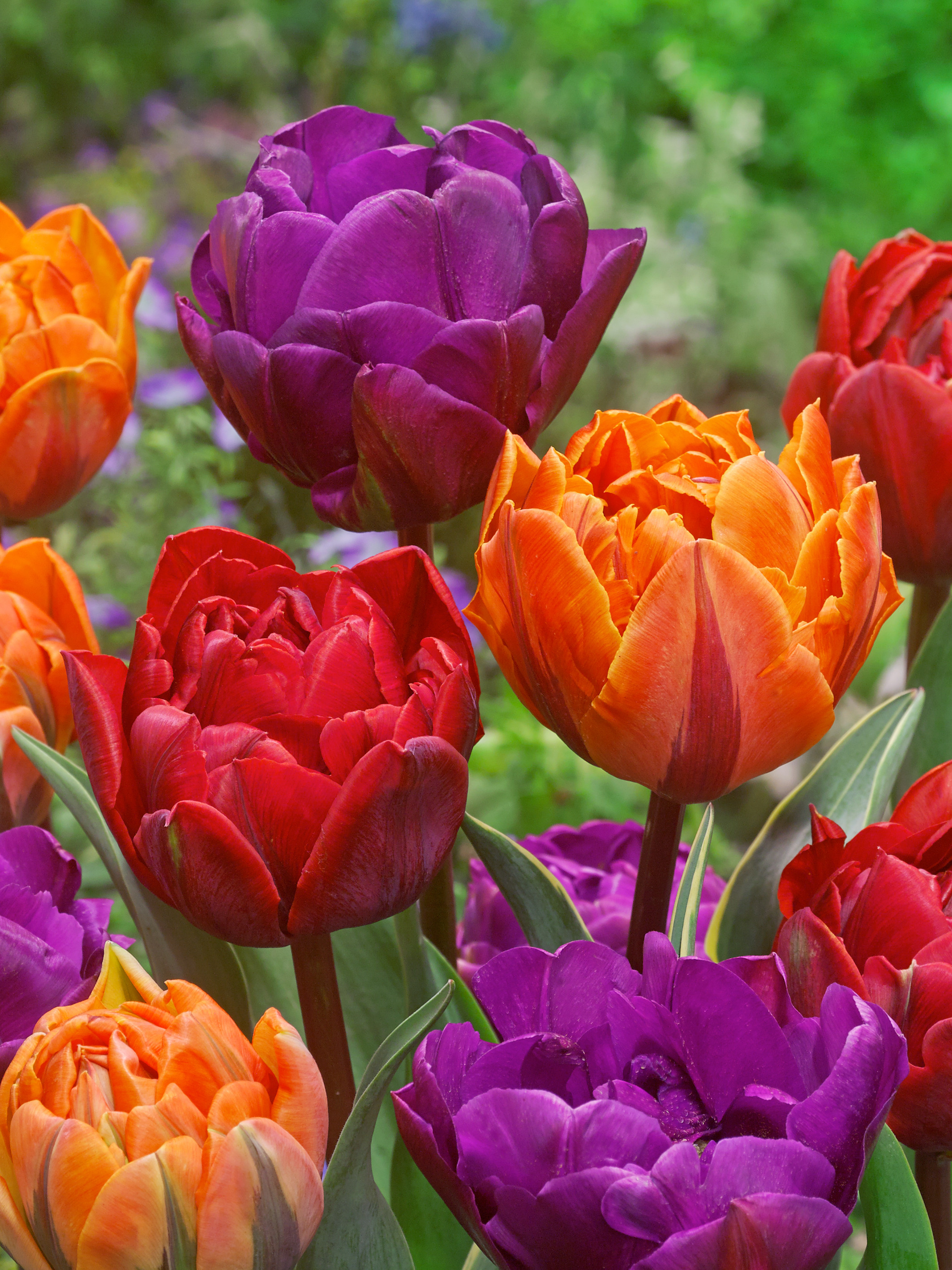 Buy premium quality Tulip Red Princess 10/12cm from Dutch Bulbs