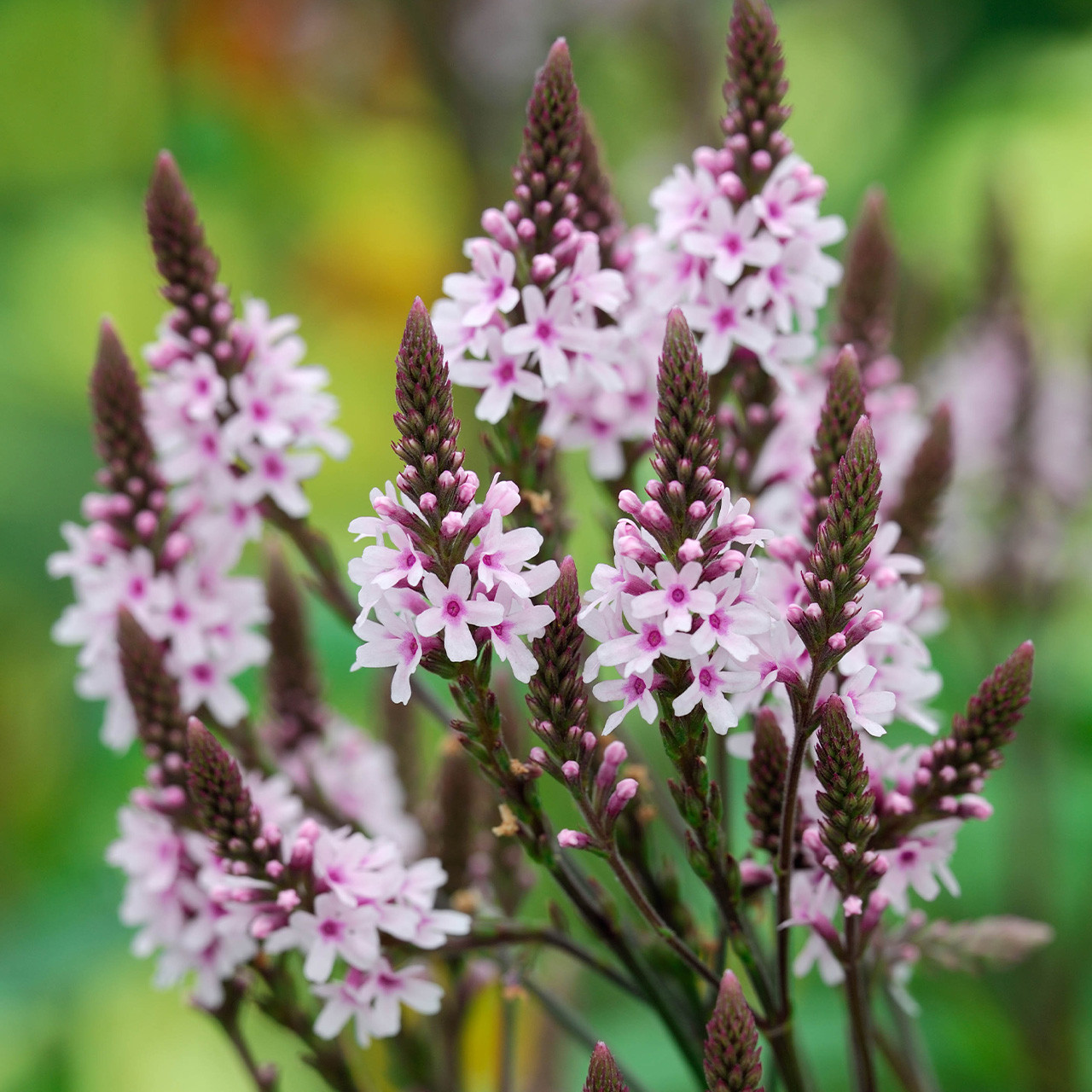 Verbena hastata Pink Spires | J Parker Dutch Bulbs