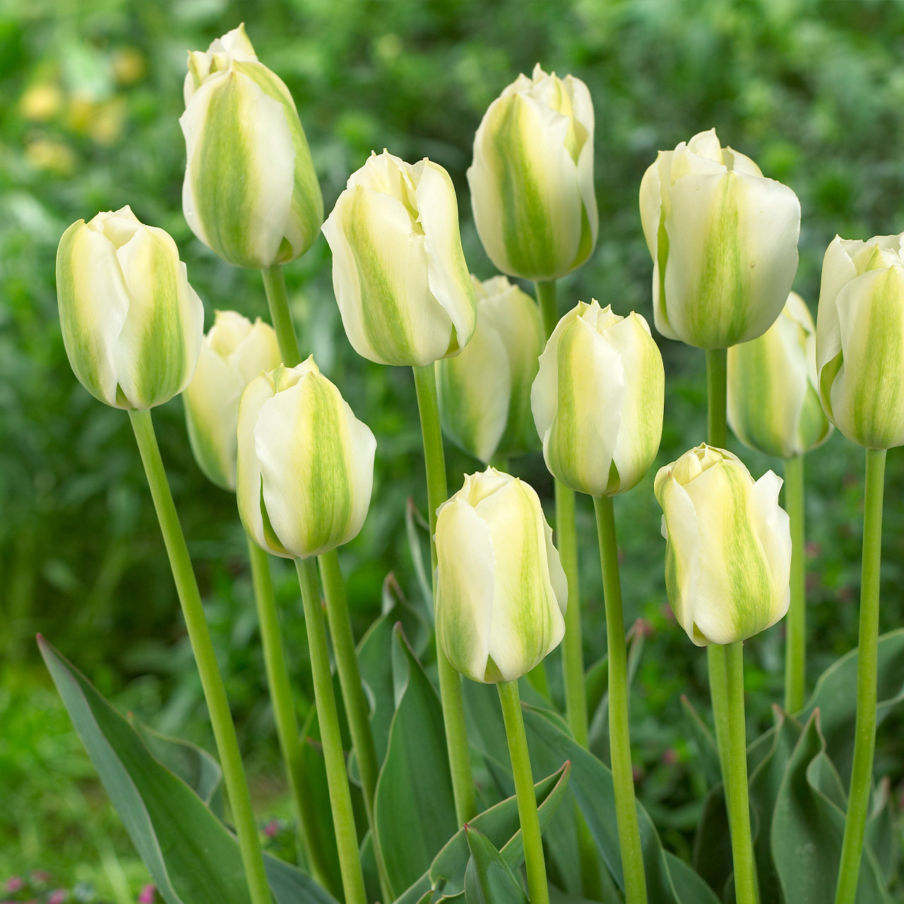 Buy premium quality Tulip Twilight Princess 10/12cm from Dutch Bulbs