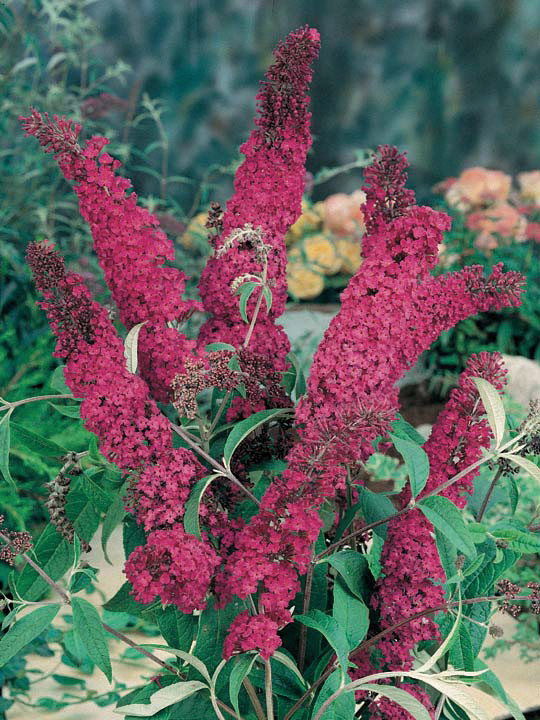 Buddleia Royal Red | Parkers Wholesale