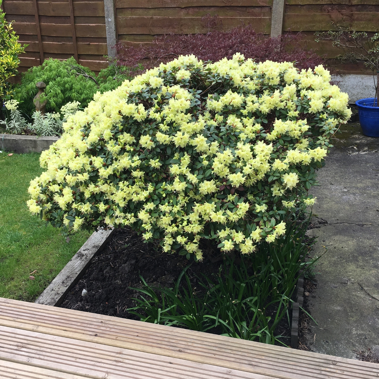Rhododendron Princess Anne | Parkers Wholesale