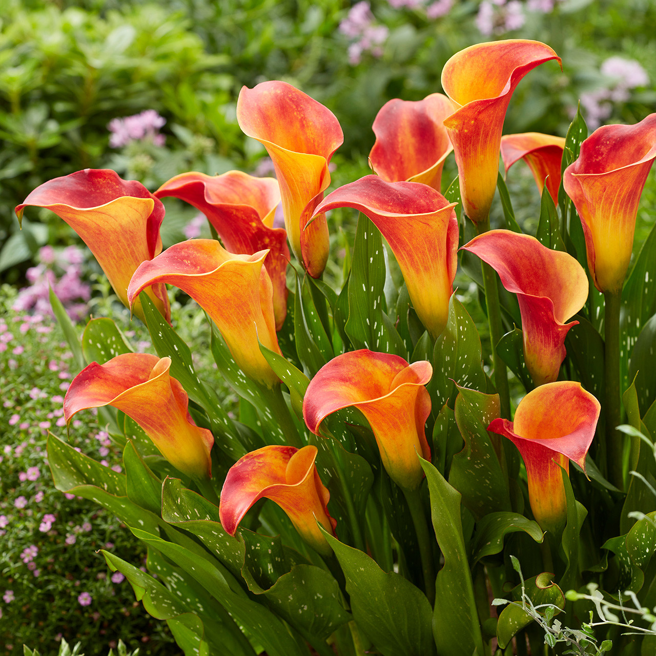 Zantedeschia Flame (Calla Lily) | Parkers Wholesale