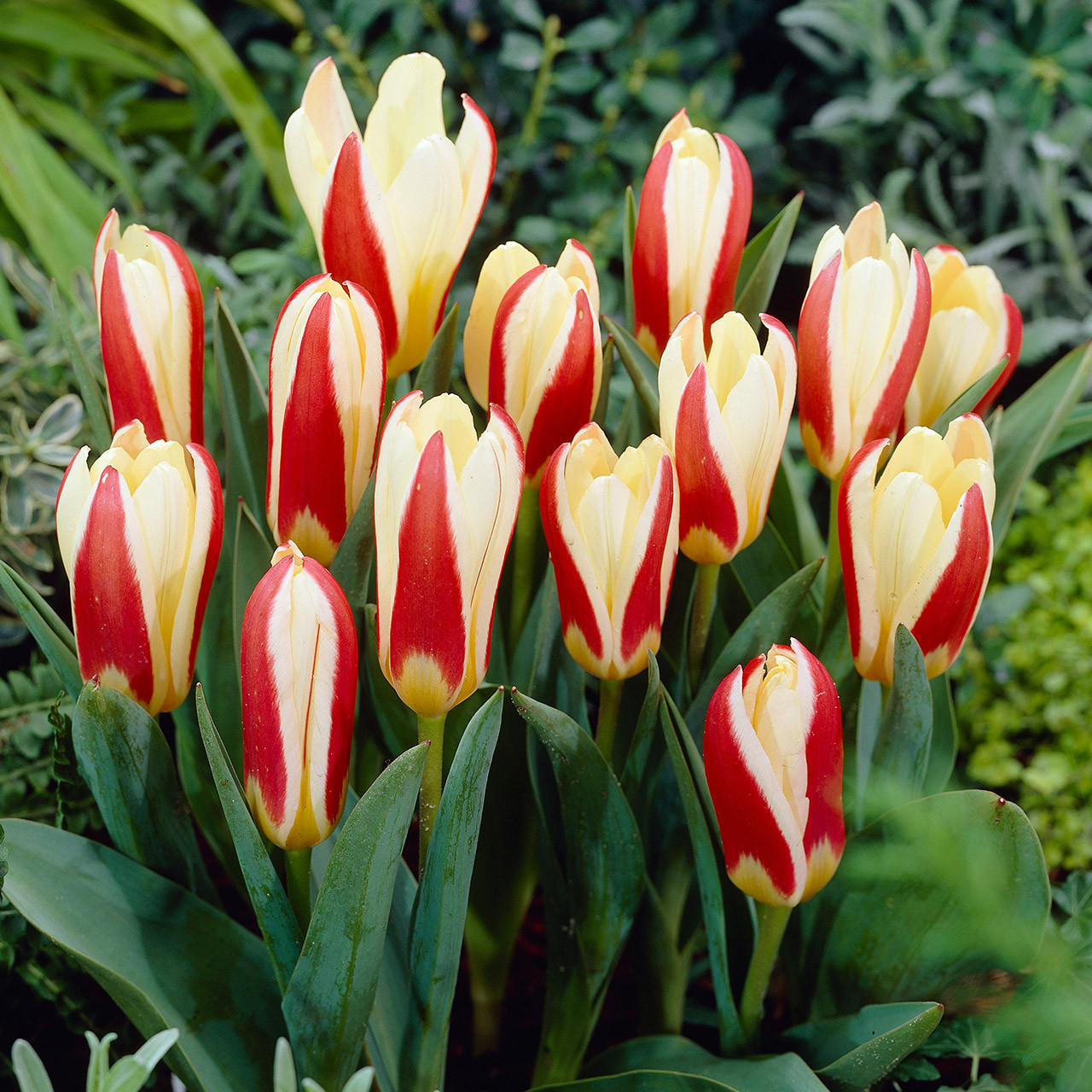 Tulip The First | Parkers Wholesale
