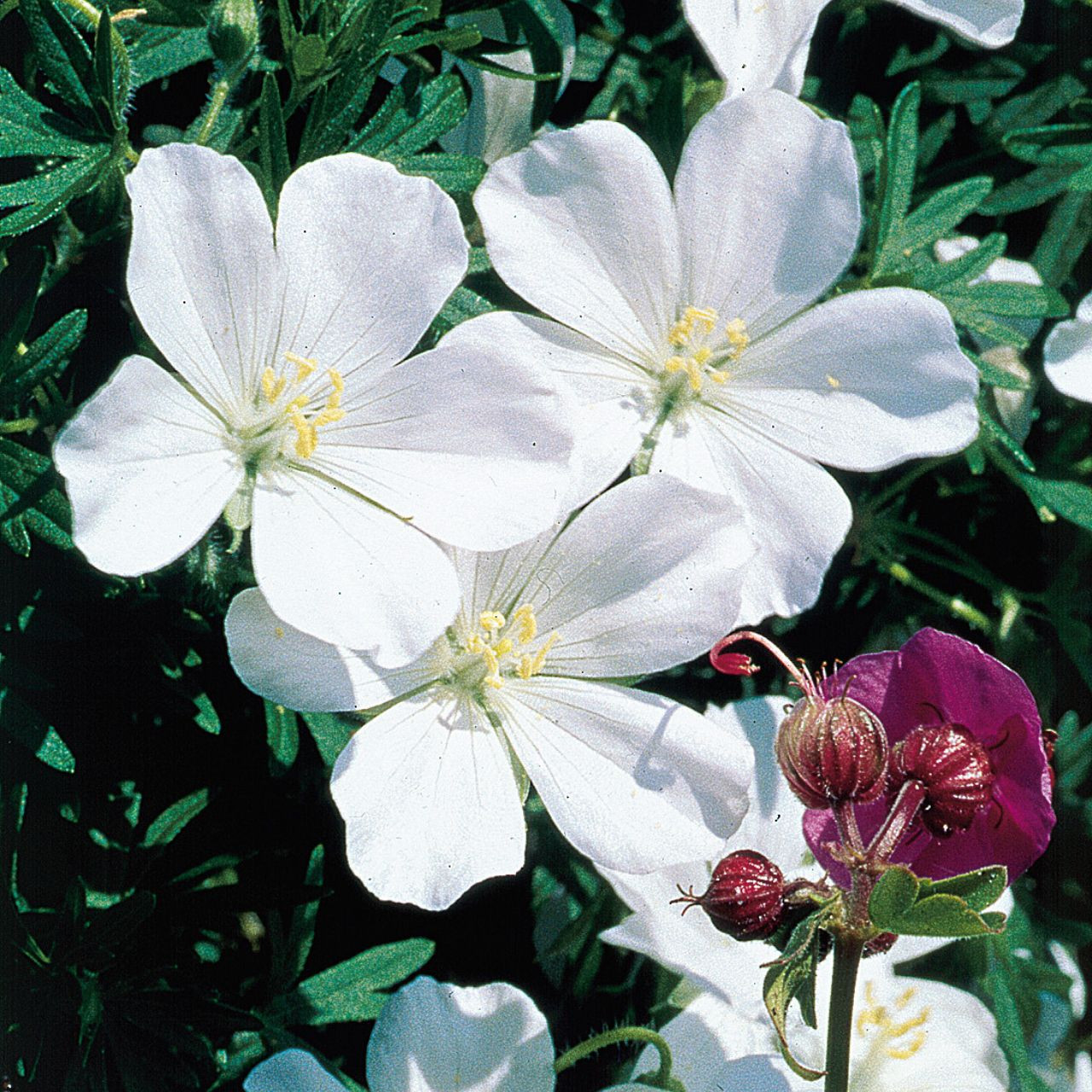 Geranium Sanguineum Alba | Parkers Wholesale