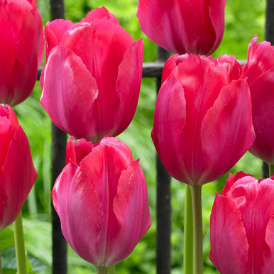 Buy premium quality Tulip Lady Van Eijk 10/12cm from Dutch Bulbs