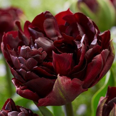Buy premium quality Tulip 'Palmyra' 10/12cm from Dutch Bulbs