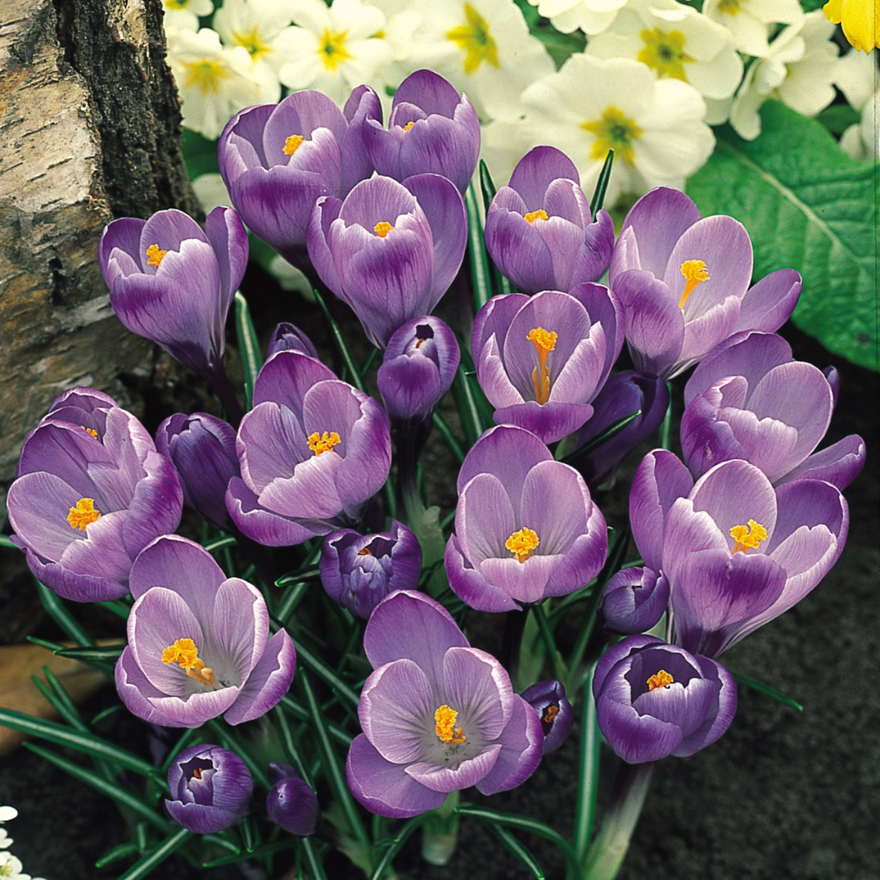 Crocus Remembrance 7-8cm - J Parker Dutch Bulbs (Wholesale) Ltd. (B2B)