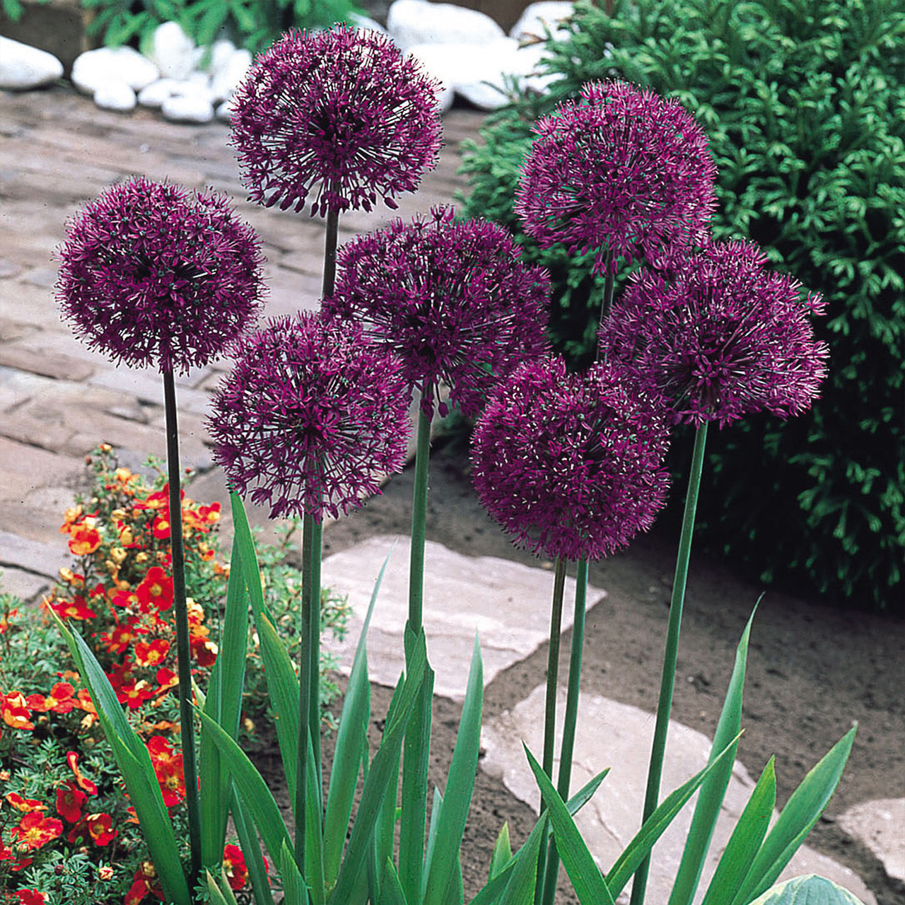Allium Afl. Purple Sensation - J Parker Dutch Bulbs (Wholesale) Ltd. (B2B)